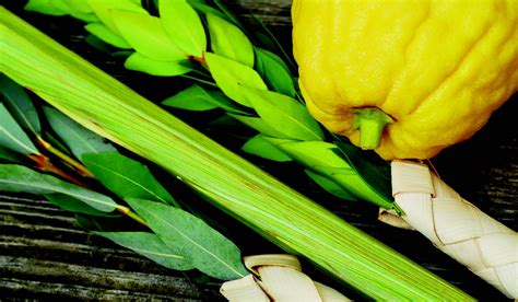 Whats The Truth About The Arba Minim Jewish Action