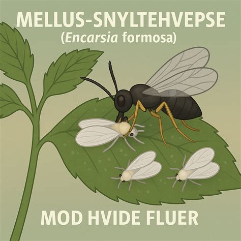 Mellus Schlupfwespen Encarsia Formosa Gegen Weiße Fliegen A Piece