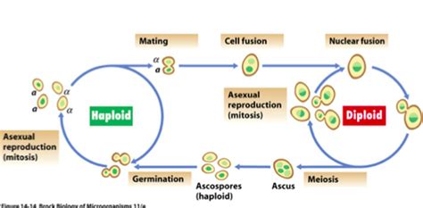 Genetics History Of The Gene Flashcards Quizlet