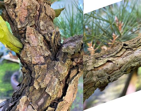 Australian Bonsai Gallery Rare Mikawajapanese Black Pines