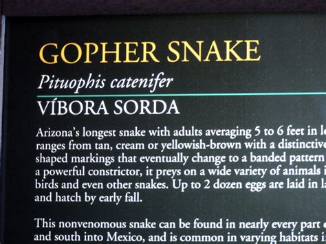 Gopher Snake Desert Mus Tucson 1 Lees Birdwatching Adventures Plus