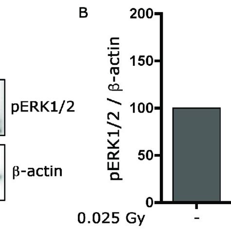 The Priming Dose Reduces The Number Of Apoptotic Cells Induced By