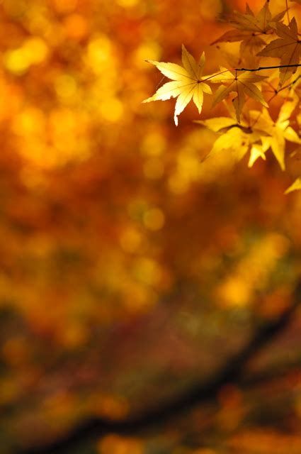 黄金色の刻 By Halblue （id：1557683） 写真共有サイトphotohito