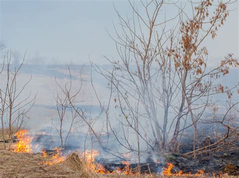 A Strong Fire Spreads In Gusts Of Wind Through Dry Grass Smoking Dry