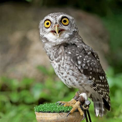 Spotted Owlet Or Athene Brama Bird Stock Image Image Of Wildlife