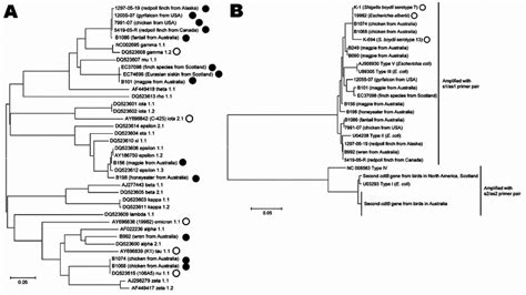 Neighbor Joining Dendrogram Based On The Predicted Amino Acid Sequences