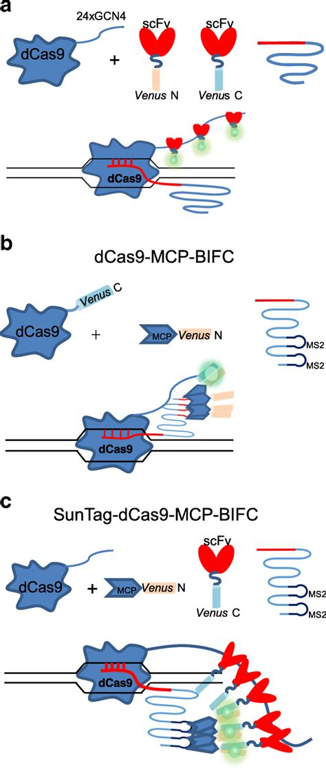Schematic Views Of The Different Bifc Dcas9grna Genome Labeling