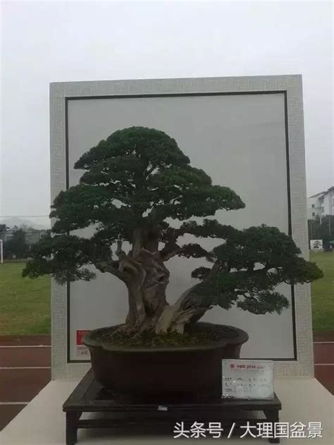 價值連城的盆景欣賞 每日頭條