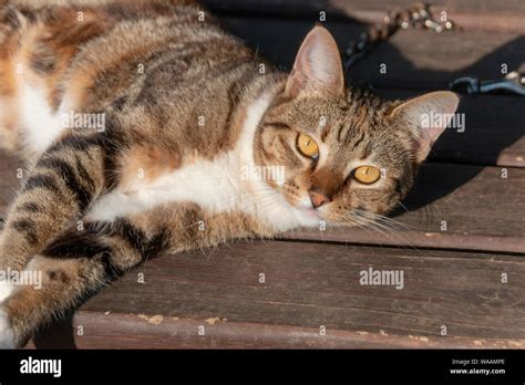 Brindle Cat Kansas Humane Society 8 New Cats This Is Luna