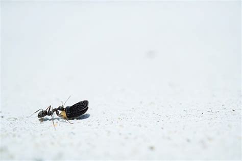 입에 보리지 씨앗을 물고 있는 Black Formica 개미는 흰색 배경에 콘크리트 위에 Elaiosome이라는 유인제에