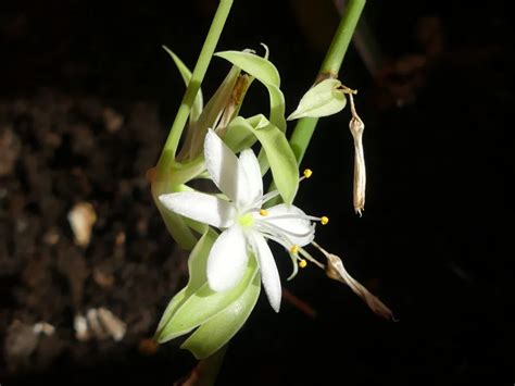 Chlorophytum Comosum Spider Plant