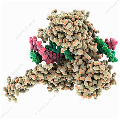 Type I Topoisomerase Bound To DNA Stock Image C014 0862 Science