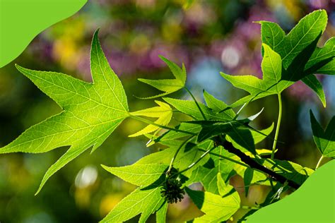 Enjoy Nature During Tree Identification Walks At Riverside Park Serving Franklin Jackson