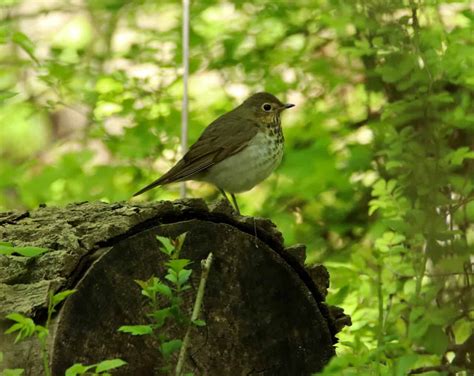 Songs Of Sparrow And Thrush Will Brighten Spring Columbus Audubon