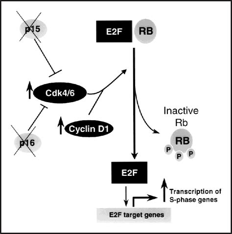 Figure 1 From Preclinical And Clinical Development Of Cyclin Dependent Kinase Modulators