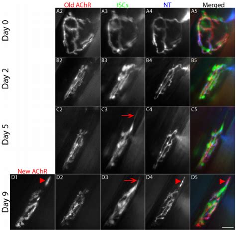 Tsc Processes Extend Prior To Nerve Sprouts And These Sprouts Then Form Download Scientific