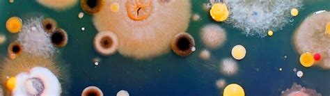 Understanding And Predicting Microbial Evolutionary Dynamics 2025 Microbiology Society