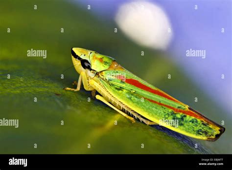 Redbanded Leafhopper Graphocephala Coccinea Graphocephala Fennahi Sitting On A Rhododendron