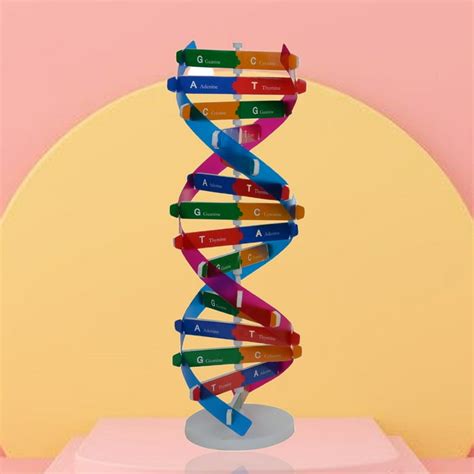 Human Dna Structure