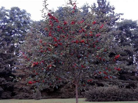 Malus Sp Dolgo Common Bonsaiflowering Tree Dolgo Crabapple