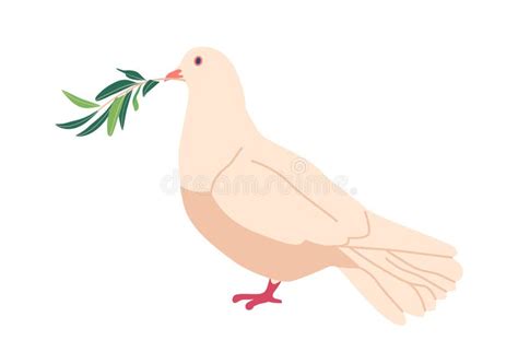 Christian Dove With An Olive Branch In Beak Isolated On White