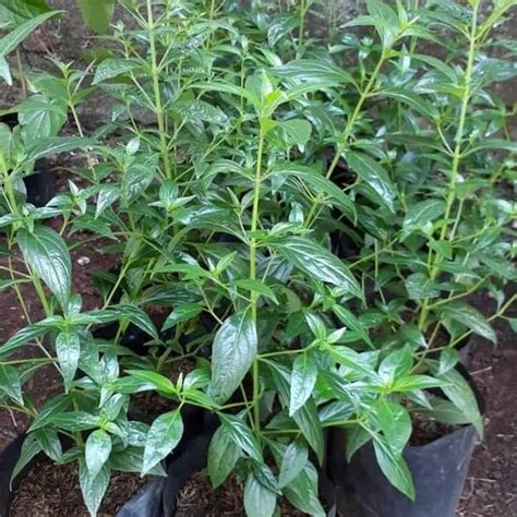 Khasiat Sambiroto Website Kalurahan Sendangsari