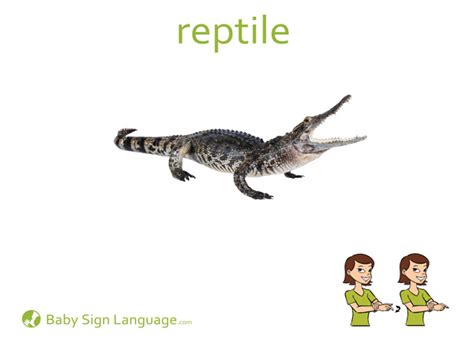 Reptile