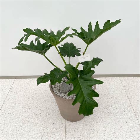 음지식물 호프셀렘과 라인이 예쁜 황칠나무 네이버 블로그