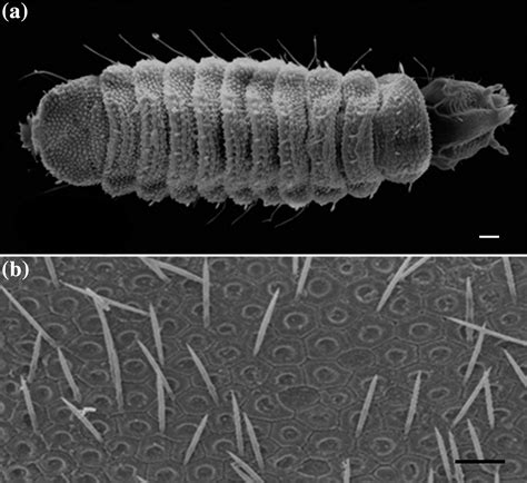 Stratiomyidae Larvae