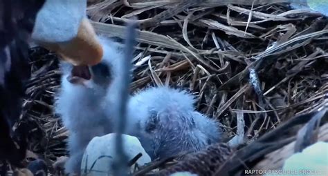 Videos Both Eggs Hatch Decorah North Bald Eagles