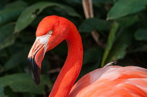 Flamingo Description Feeding Images Facts Britannica