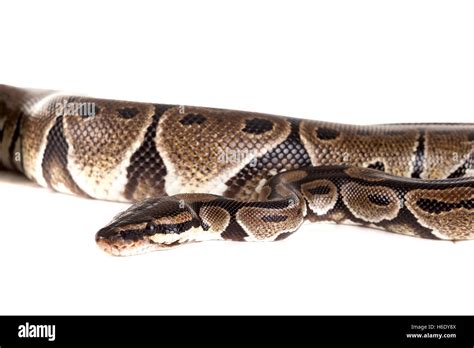 Beautiful Python Isolated In A White Background Stock Photo Alamy