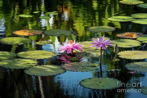 Water Lilies Ii Photograph By Brian Jannsen Pixels