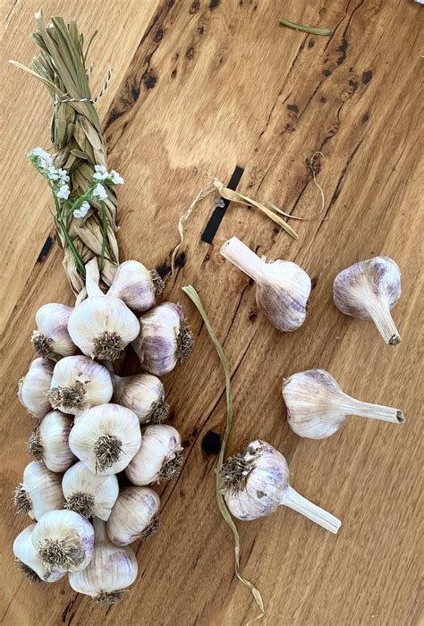 Organic Garlic Braid Large — Flinders Farm Gate