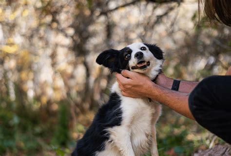 Can dog fleas infect humans? - Itch Pet | Itch Pet