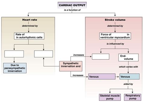 Factors That Affect Cardiac Output 1 Diagram Quizlet