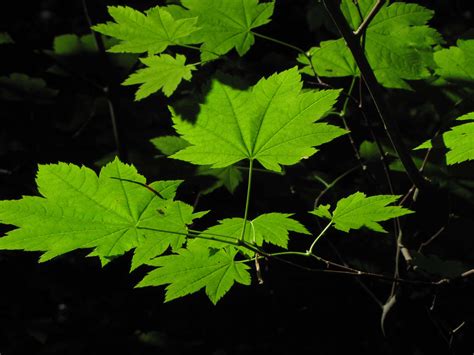 무료 이미지 자연 분기 녹색 생기게 하다 흙 식물학 단풍 나무 단풍잎 Leafs 꽃 피는 식물 우디 식물