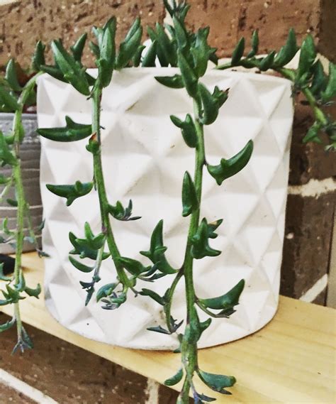Beautiful Work Senecio String Of Dolphins Diy Plant Hanger With Rope