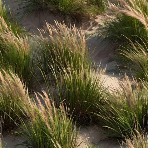 Dune Grass Stock Illustration Illustration Of Nature 306207656