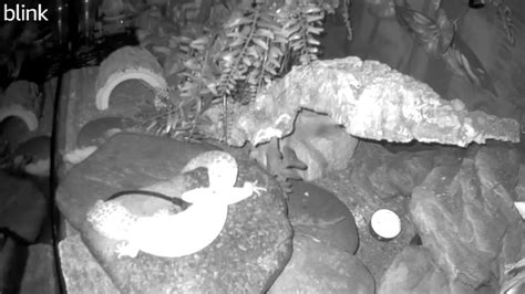 Sploot Caught On Camera Rleopardgeckos