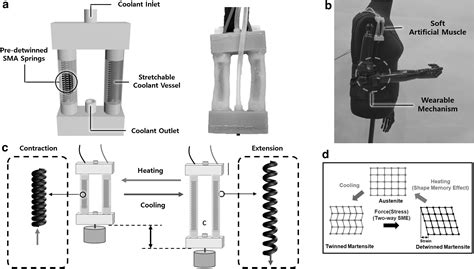 Soft Artificial Muscle Based On Pre Detwinned Shape Memory Alloy Spring Actuator Achieving High