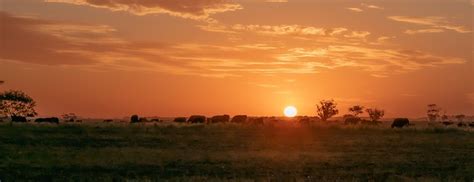 Sunset Pasture Dusk Free Photo On Pixabay