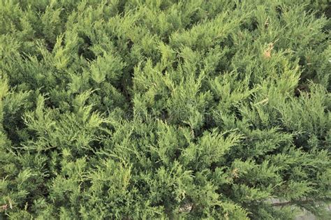 Juniper Bushes In Garden Seedlings Of Juniper Bushes In Spring