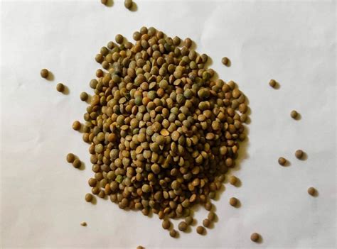 Green Masoor Dal High In Protein At Rs 80kg In Kolkata Id 26335817088