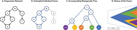 Phylogenetic Interpretation Of The DBN Model A A DBN Progression