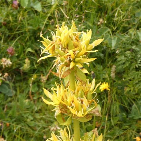 Alpengarten Anlegen Ein Traumhafter Steingarten