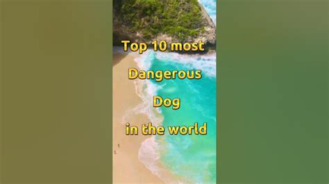 Top 10 Most Dangerous Dog In The World Shorts Viral