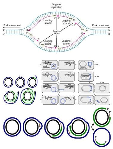 9 Dna Replication Flashcards Quizlet