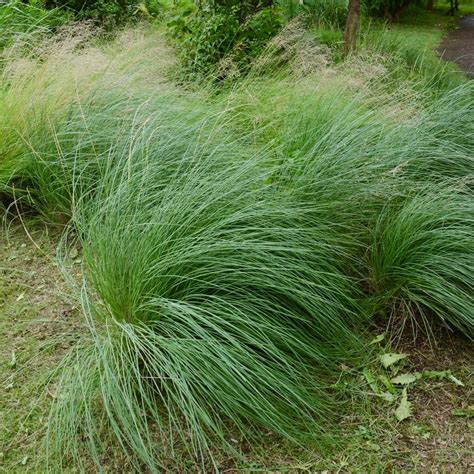 Deer Grass
