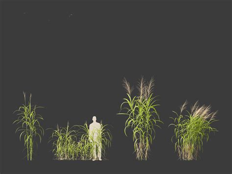 Artstation Miscanthus Floridulus Giant Chinese Silver Grass Resources